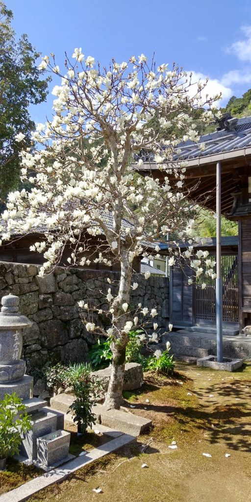 花だより～新宮市 2024-0301 | シニアでこそのデジタルライフ